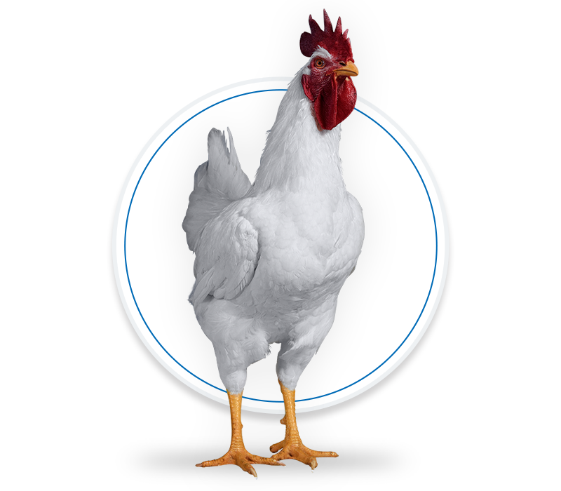 Specialty Males | Aviagen